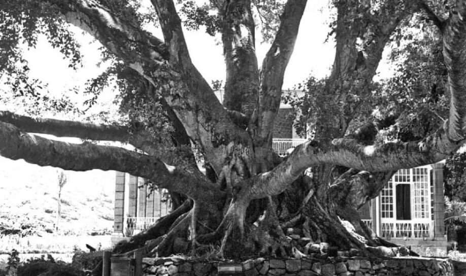 Mauritius History: From Colonisation to a Modern Republic